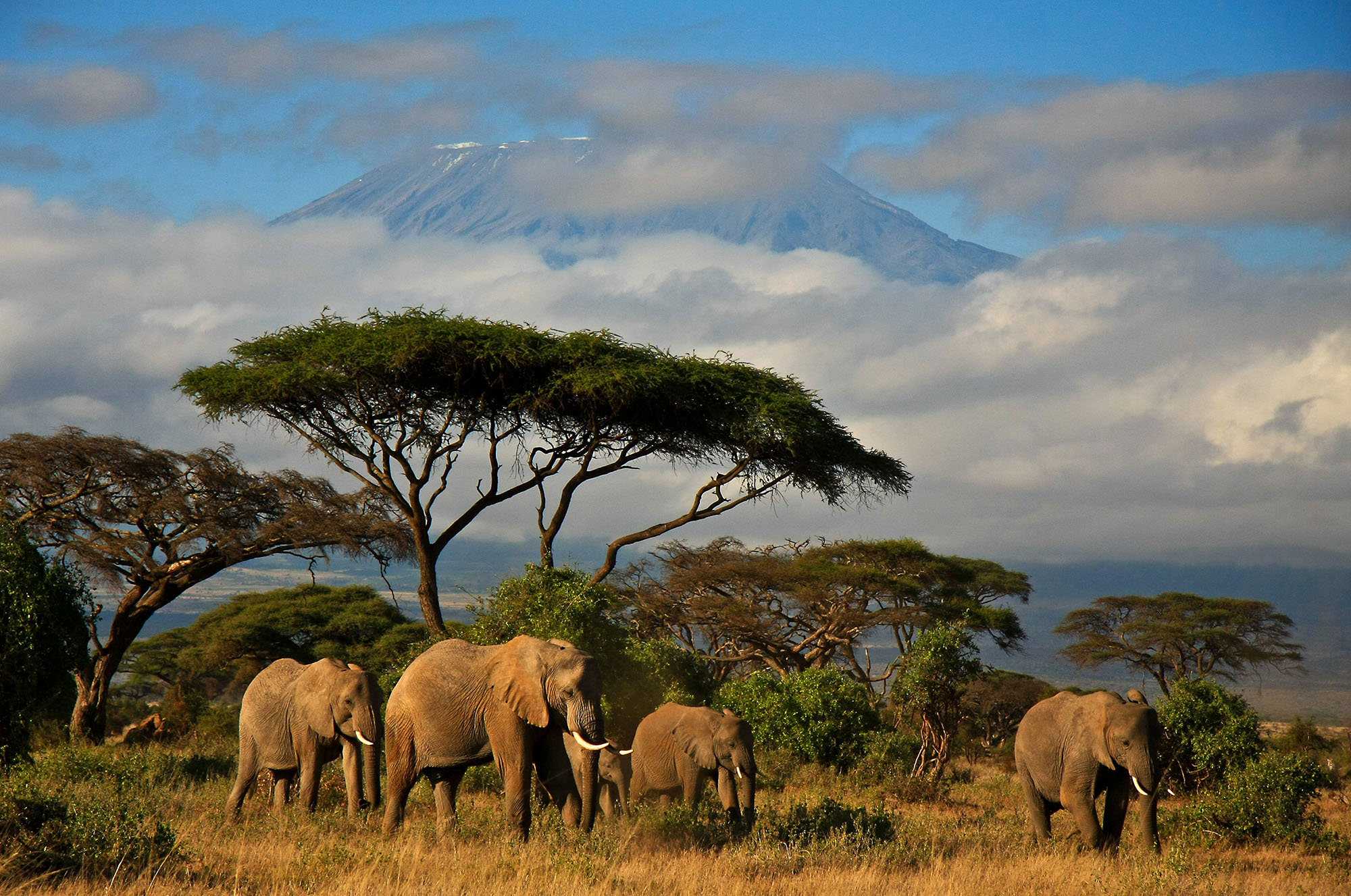 Highlights of Kenya – 8 Day Private Safari - Talk of The Town Travel